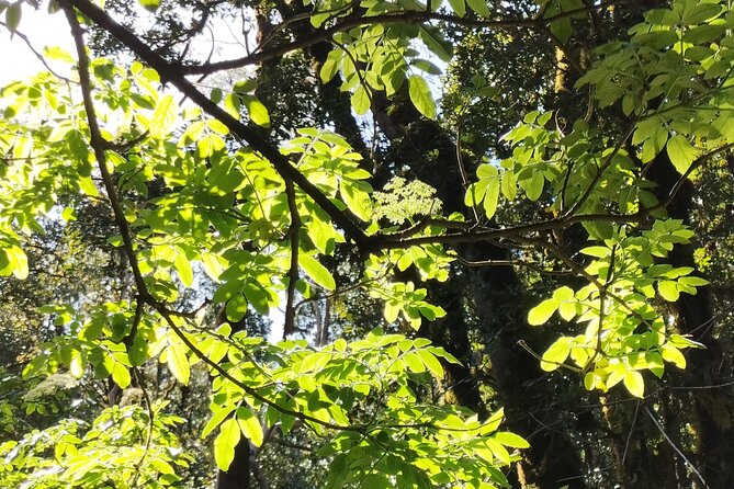 Anaga Total: Adventure between Forests, Summits and Sea. - Authentic Experiences Highlighted by Travelers