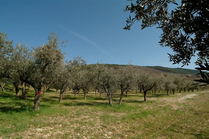 Apprentice Olive Oil taster for a day! - Practicalities: What to Expect and How to Make the Most of It