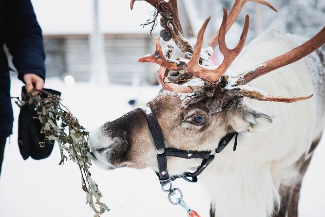 Arctic Circle Highlights Family Day - The Bottom Line: Who is This Tour For?