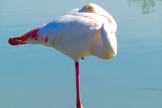 Arles and Camargue Full-Day Tour including Aigues Mortes - Who Will Love This Tour?