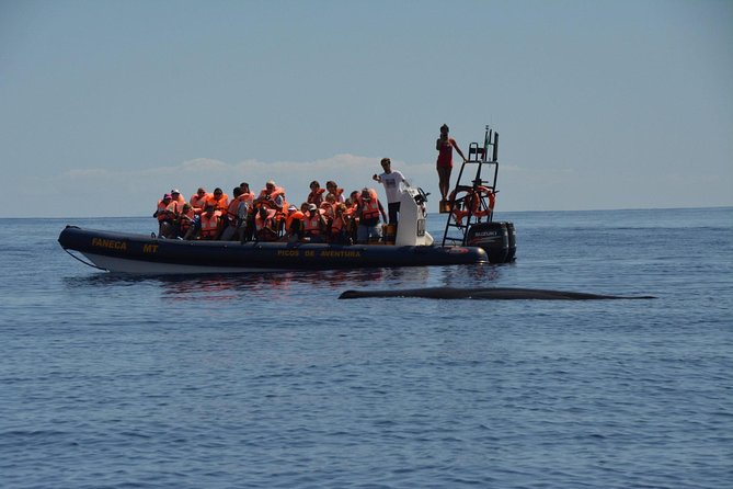 Azores Whale Watching Tour  Ponta Delgada - The Sum Up: Is This Tour Right for You?