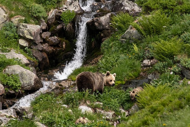 Bearwatching Hiking Day Tour in High Tatras from Poprad - What’s Included and What You’ll Need to Consider
