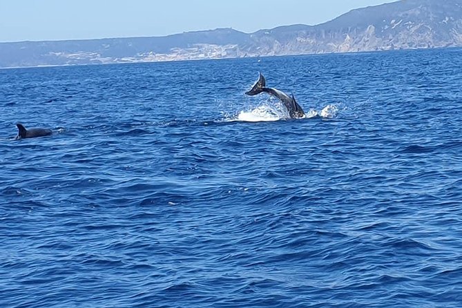 Become a dolphin protector! Lisbon Eco-dolphin watching - Who Should Consider This Tour?
