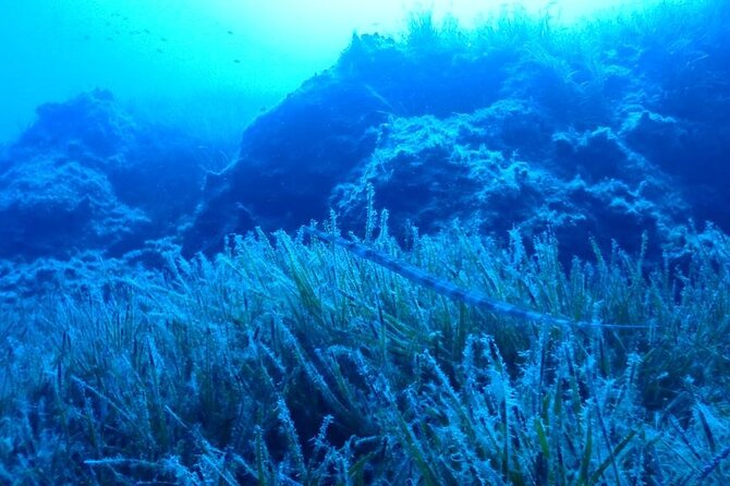 Beginners Discover Scuba Diving By Boat, Best Spot In Cyprus - Practicalities and Logistics