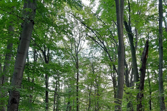 Belgrade Hiking Tour On Mountain Avala - The Experience in Context