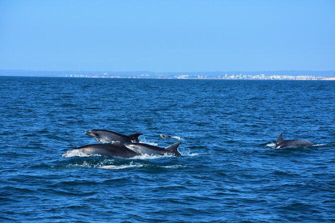 Benagil Caves Visit with Dolphins Watching from Albufeira - What Travelers Say