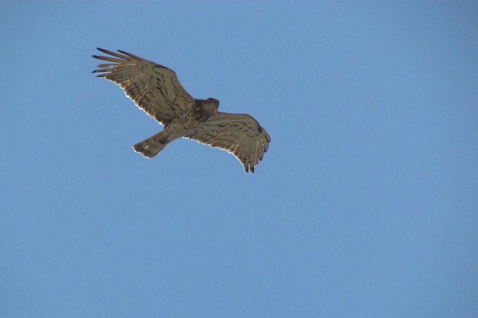 Birdwatching at Ria de Alvor - The Sum Up: Is the Birdwatching at Ria de Alvor Worth It?