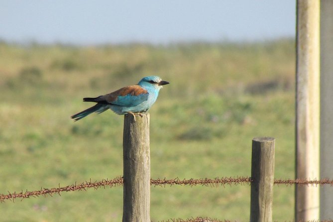 Birdwatching day around Castro Verde - The Value of the Tour