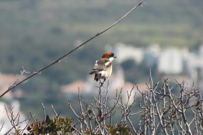 Birdwatching day around Sagres - Value for Money: Is It Worth It?