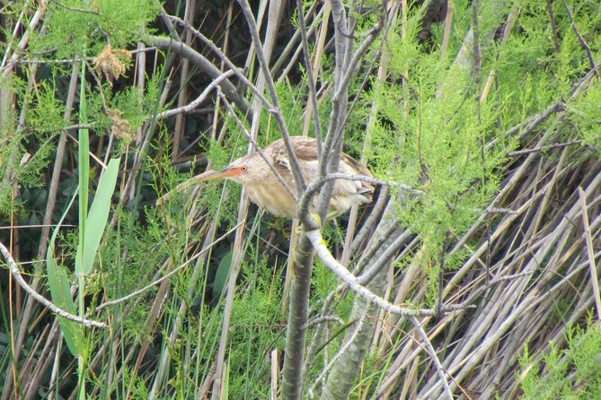 Birdwatching day in the Ria Formosa Natural Park - What’s Included and What’s Not