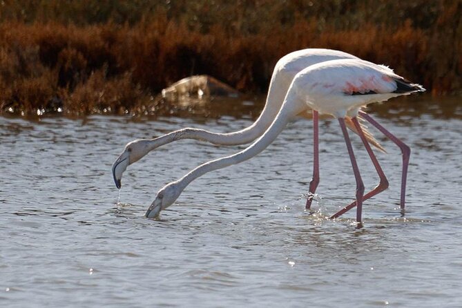 Birdwatching Experience in Narte Lagoon & Akerni Dunes - The Itinerary Breakdown: What You Can Expect