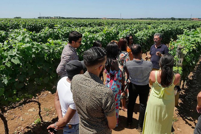 Bolgheri: Classic Wine Tasting with Winery Tour - Who Will Enjoy This Tour the Most?