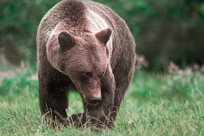 Brown Bear Sanctuary Tour from Brasov Entrance Ticket Guaranteed - Who Will Love This Tour?