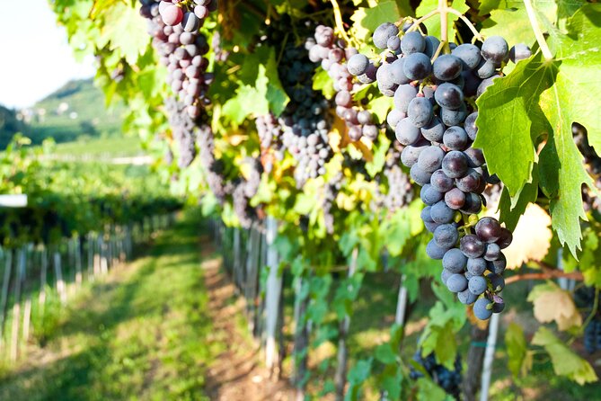Brunello di Montalcino Wine Experience from Siena - Who Should Consider This Tour?