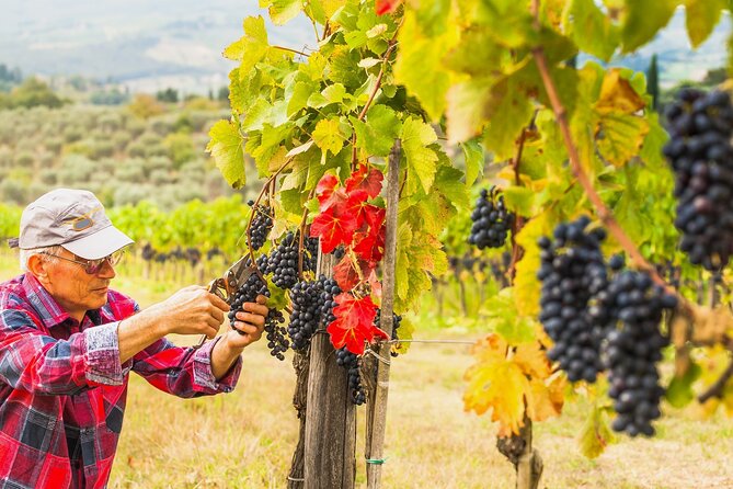 Brunello Wine Tasting from San Gimignano - Transportation and Group Size