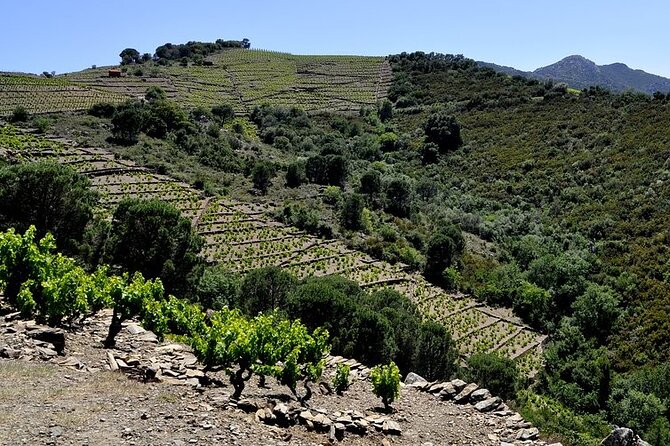 Camembert in Banyuls - The Sum Up