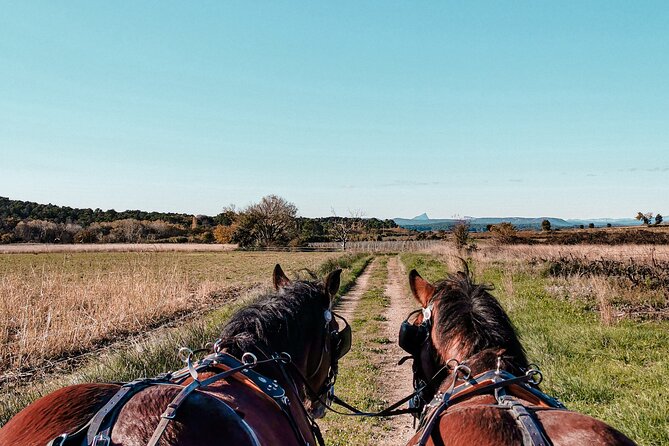 Carriage rides, Pays de Sommières - What Do Travelers Say?