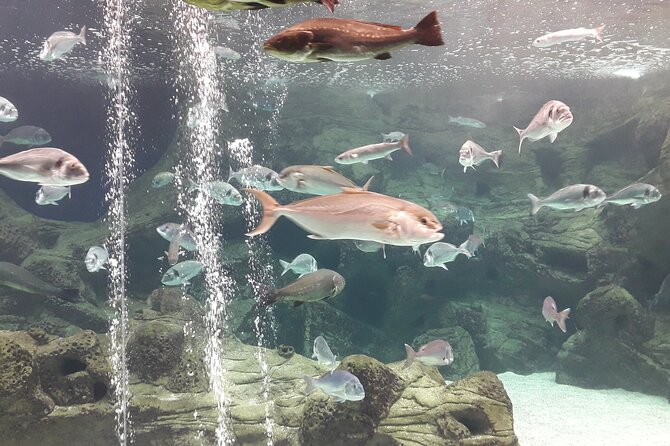 Chania Childrens Day CretAquarium Dinosauria and Labyrinth Park - Practical Tips