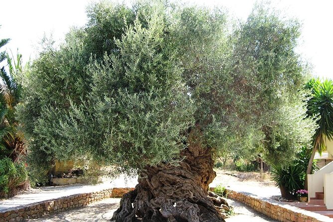 Chania Old Town - Millennial Olive Tree - Olive Oil Mill - Visiting Biolea: Traditional Olive Oil Production Up Close