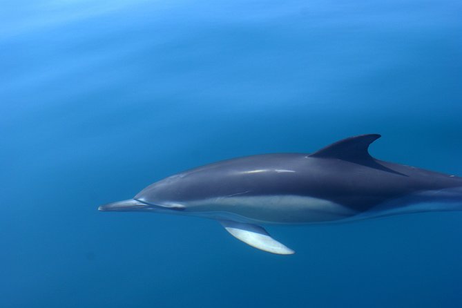 Cheapest Family Friendly Boat Trip From Vilamoura Algarve - FAQ