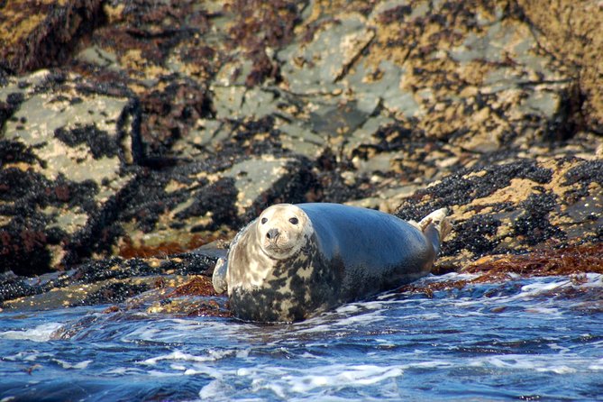 Connemara & Inishturk Island wildlife watching cruise. Private guided Full-day - The Itinerary in Detail