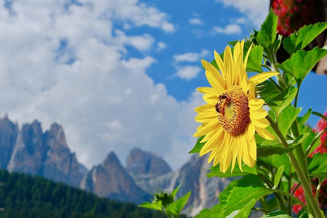 Cortina & Dolomites Small Group full Day tour from Venice - Transport and Pricing: Good Value in Context