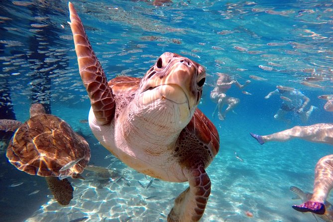 Curacao: Swimming with Sea Turtles and Grote Knip Beach Tour - Frequently Asked Questions