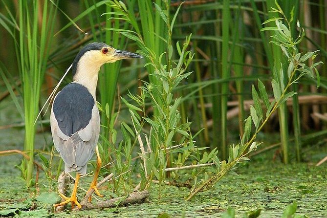Danube Delta Private Tour from Bucharest - 2 Days tour - FAQ