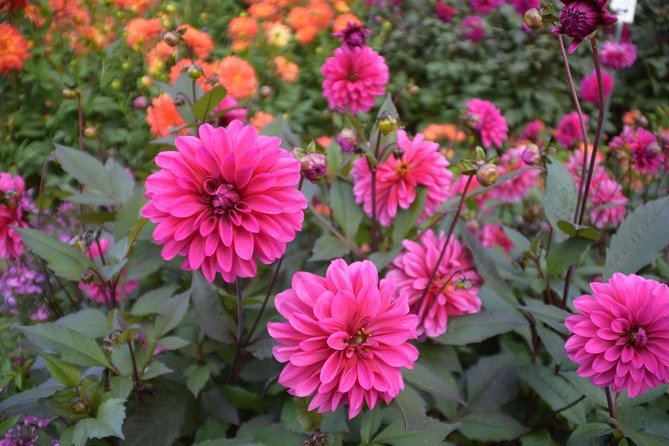 Day Trip Flower Island of Mainau including Meersburg - Additional Stops and Highlights