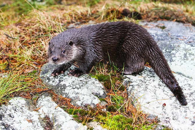 Day Trip to Ranua Arctic Wildlife Park from Rovaniemi - The Practicalities: What You Need to Know