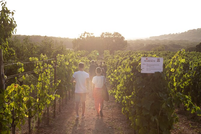 Dinner in the vineyard with wine tasting and walk - Practical Details & Tips