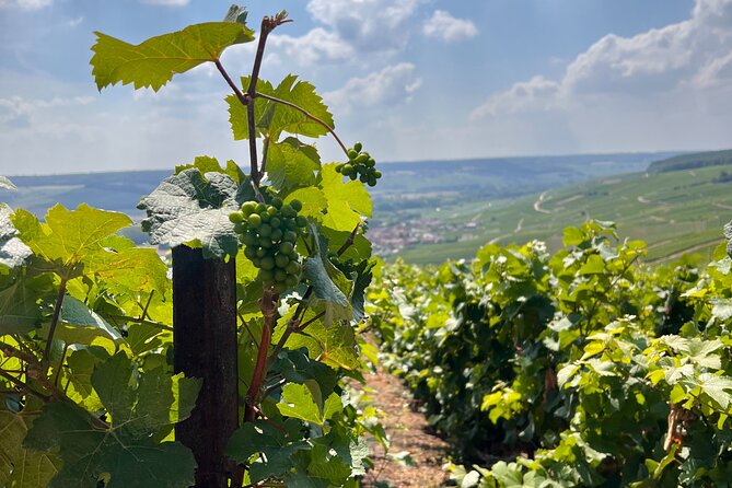 Discover Champagne in half a day in a Van - Authentic Experiences and Authentic People