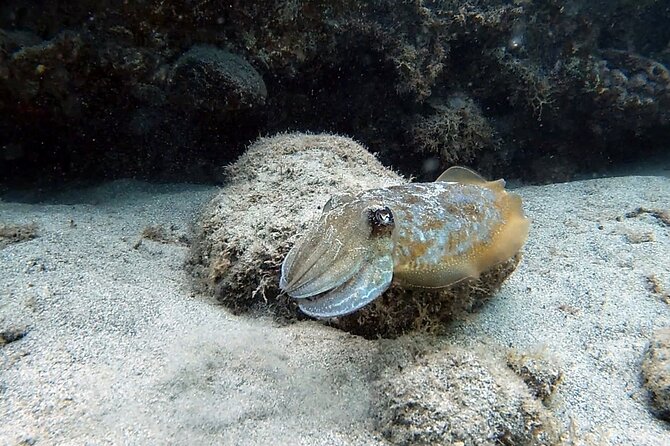 Discover Scuba Diving in Costa Calma - The Practical Side: Group Size, Duration, and Safety