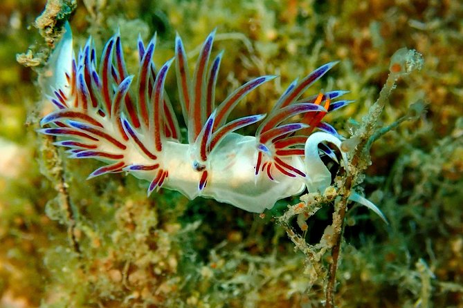 Discover Scuba Diving in Naxos, Greece - Frequently Asked Questions