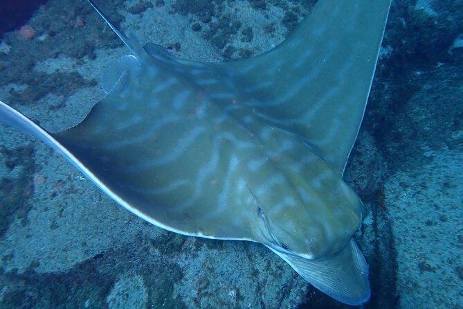 Discover Scuba Diving, Tenerife. Photos and videos included - The Experience: From Start to Finish