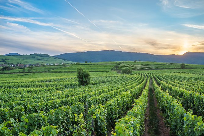 Discovery Vineyard - What to Expect in the Itinerary