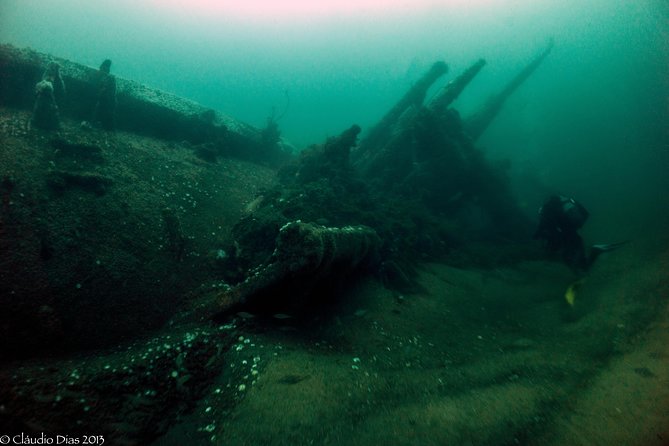 Dive the U-boat 1277, the most iconic dive in Portugal? - The Marine Ecosystem: More Than Just a Wreck