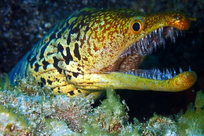 Diving Adventures - Boat and Shore Diving - The Reviews Speak for Themselves
