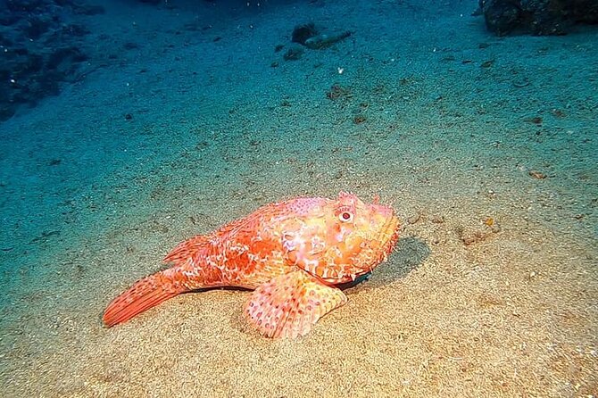 Diving experience in Polignano a Mare with certification - Final Thoughts: Is This Experience Right for You?