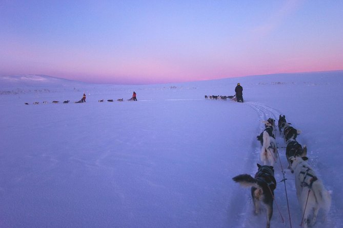 Dogsled Adventure Kiruna - The Sled Dogs: More Than Just Pets
