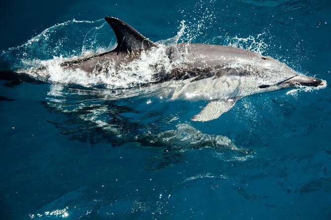 Dolphin Adventure in Sotogrande with Drink Included - The Real Experience: What You Can Expect