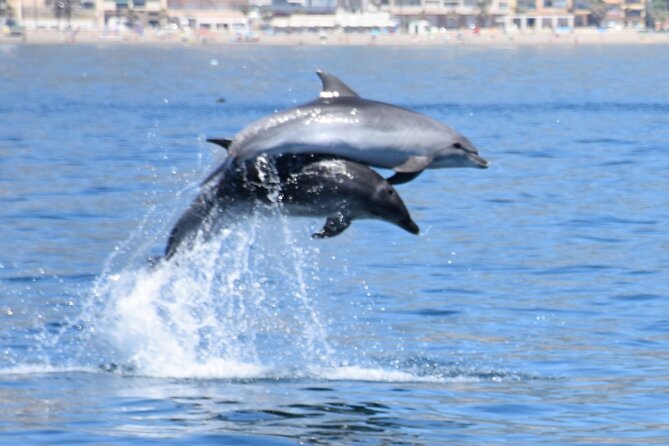 Dolphin Sightseeing Boat Tour from Benalmadena - The Itinerary in Detail