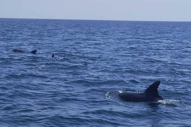 Dolphin Watching and Boat Tour in Sesimbra - Who Is This Tour Best For?