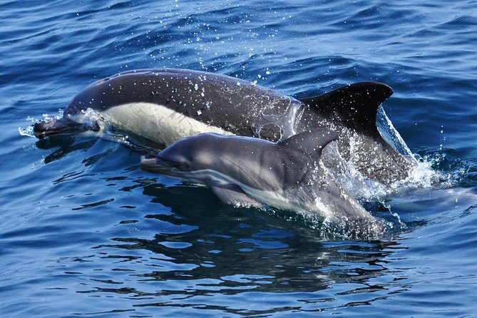 Dolphin Watching Excursion in Gibraltar - FAQ