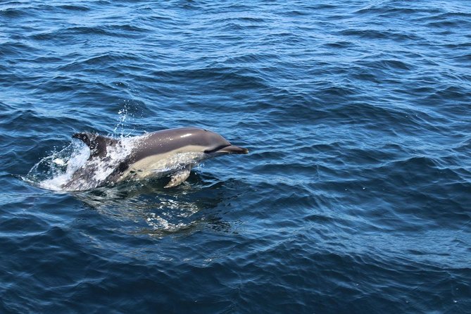 Dolphin Watching from Lagos with Marine Biologists - Authentic Reviews: What Past Travelers Say