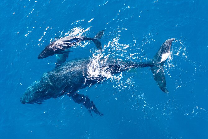 Dolphin Watching Half-Day Cruise from Lagos - FAQ