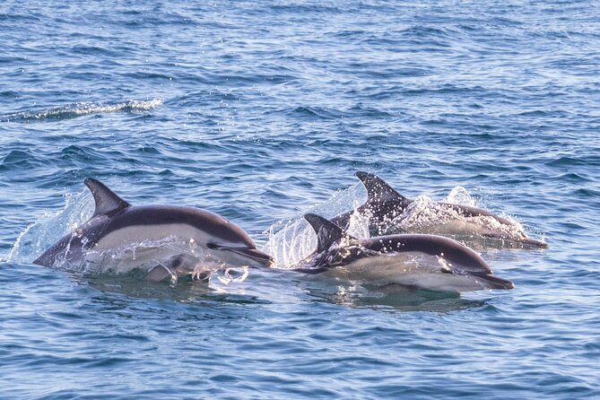 Dolphin Watching in Lisbon - FAQs