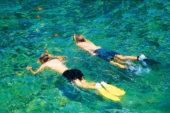 Dolphin Watching in Majorca - FAQ