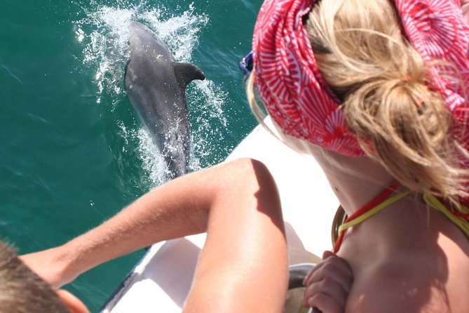 Dolphin Watching in the Wild - Half Day - Final Thoughts