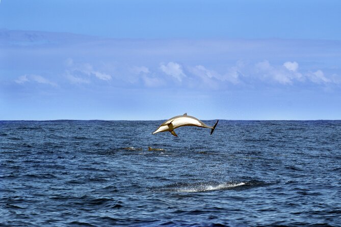 Dolphin Watching Sunset Boat Trip in Pula with Dinner - FAQs